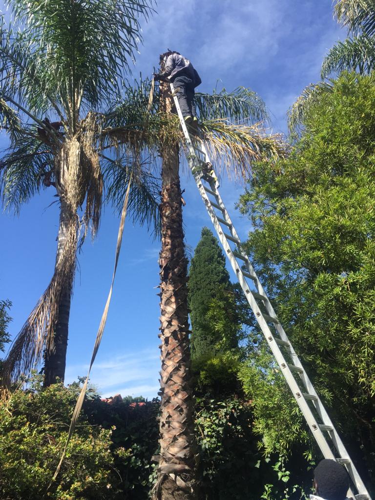 Palm Tree Removal Fourways | Safe & Reliable Service | Fourways Tree Felling